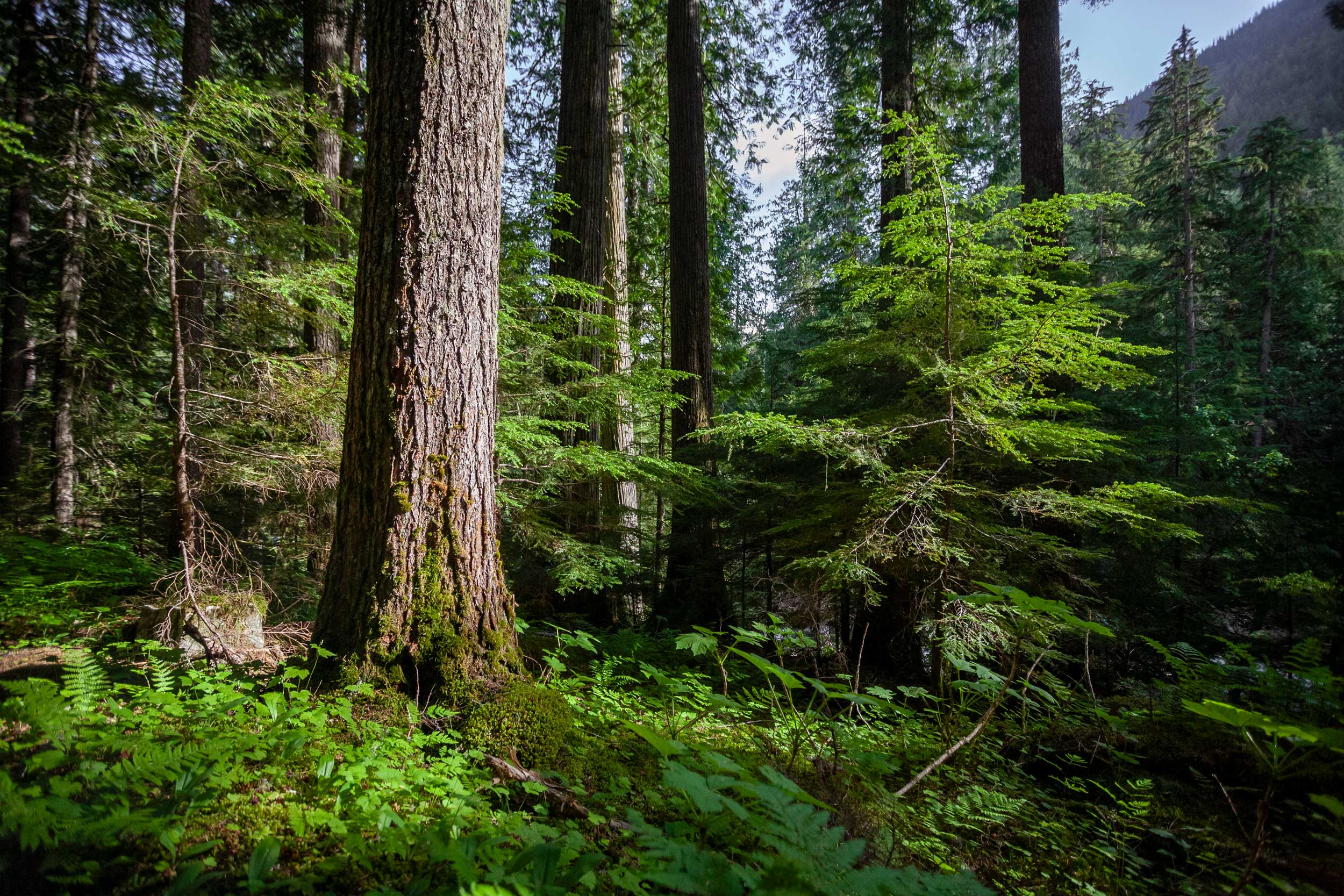 Old Growth Preservation - Sinixt